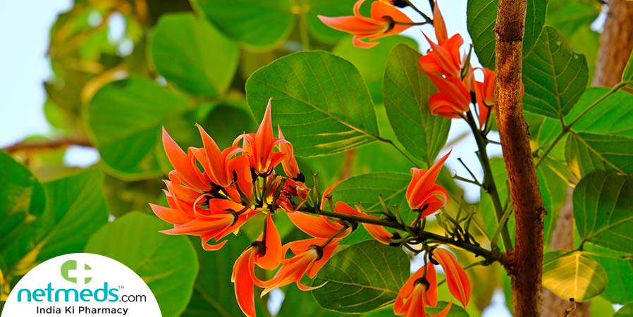 Netmeds | www.netmeds.com